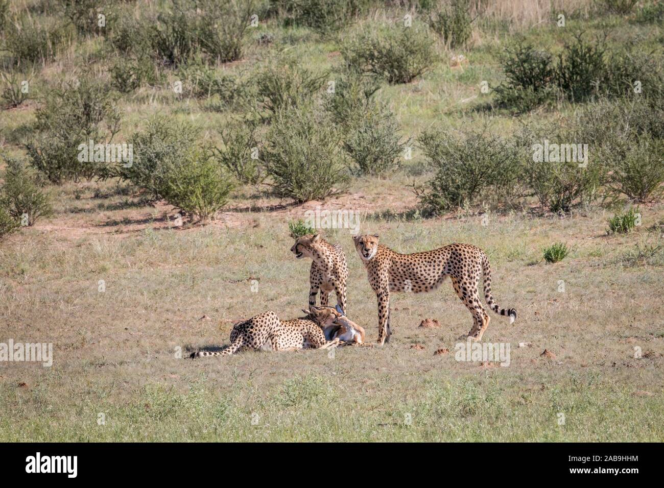 Springbok hunt hi-res stock photography and images - Alamy