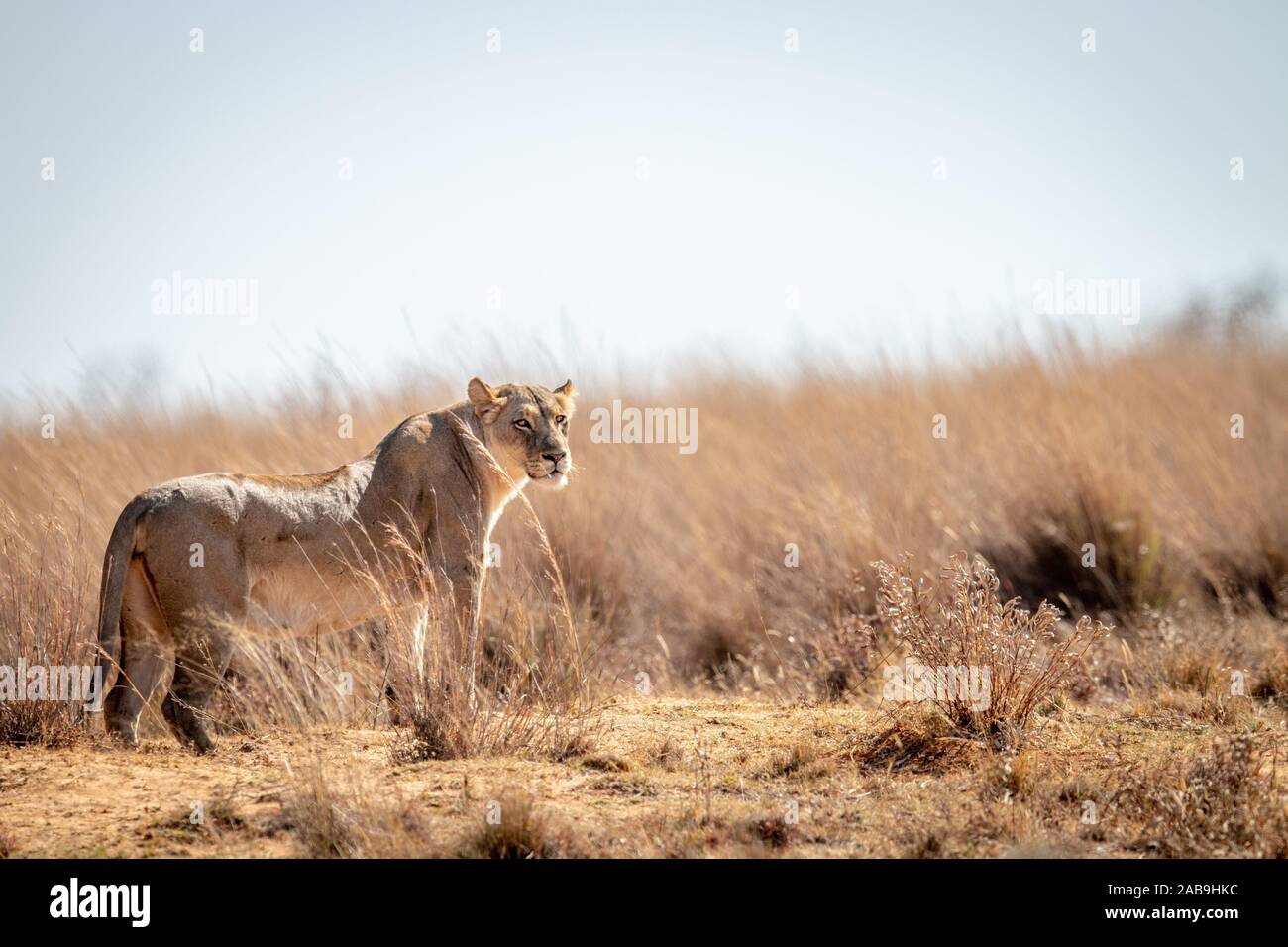 Lioness Standing High Resolution Stock Photography and Images - Alamy