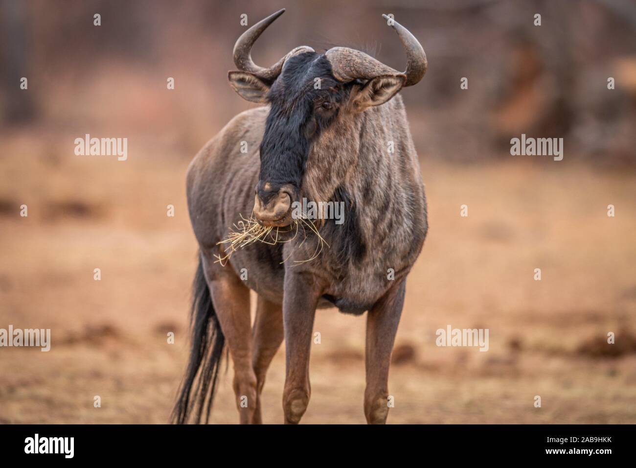 Blue wildebeest eating grass hi-res stock photography and images - Alamy