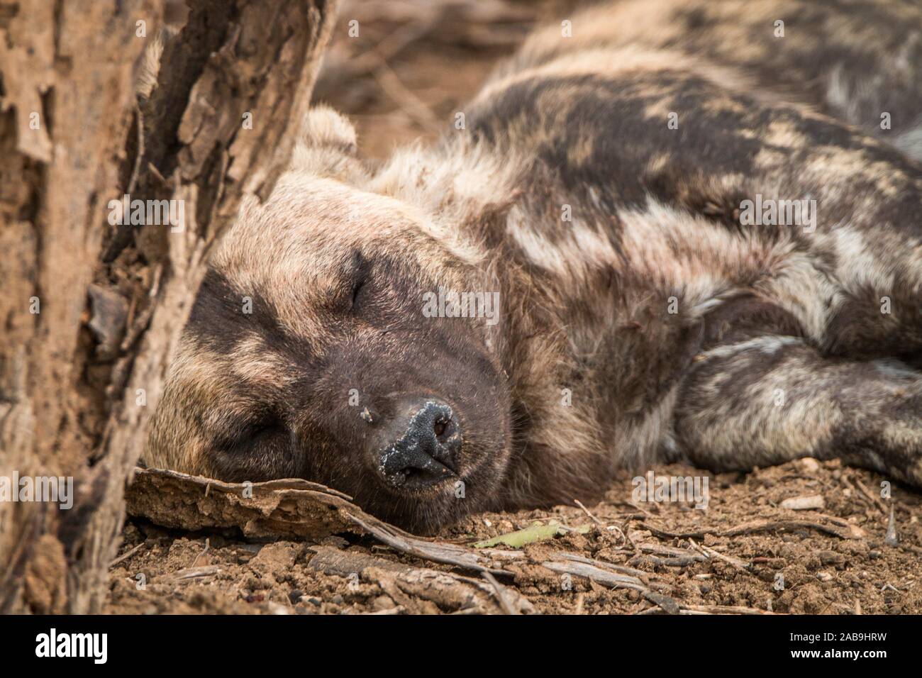 African hunting dog species hi-res stock photography and images - Alamy
