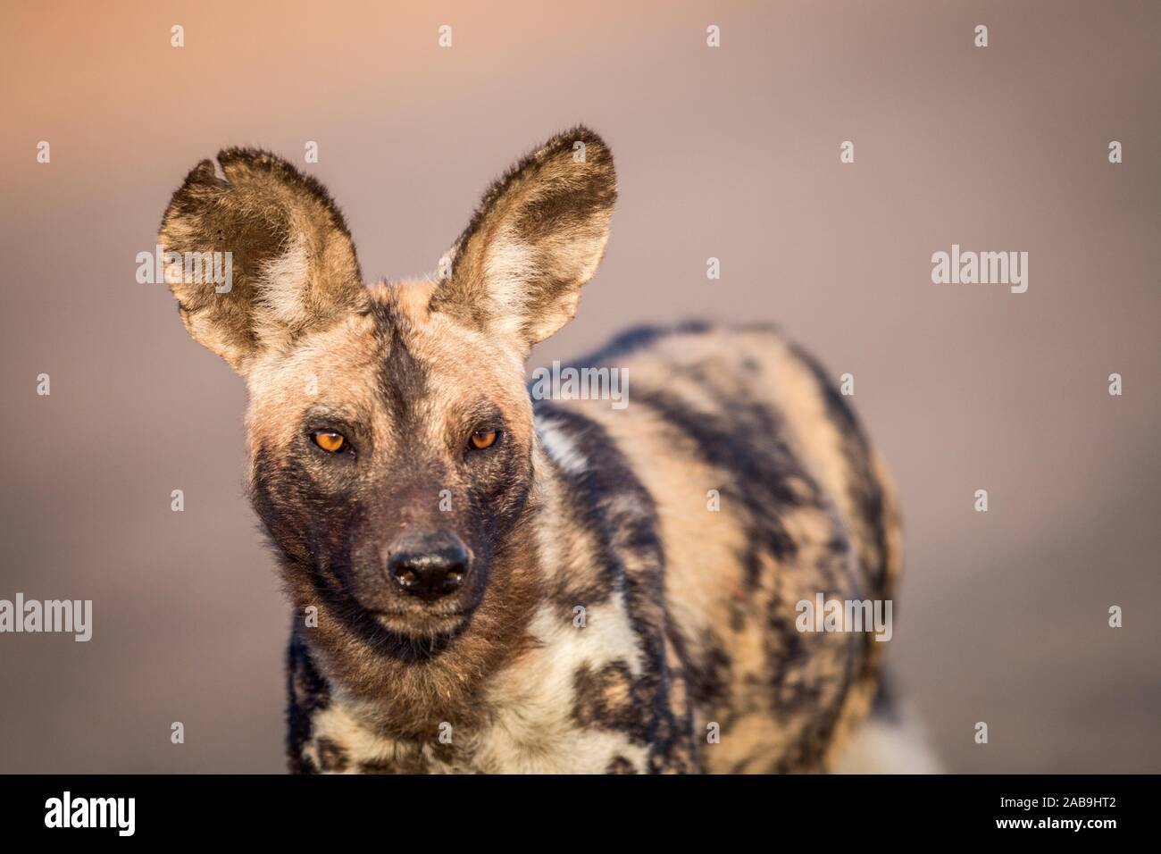 African hunting dog species hi-res stock photography and images - Alamy