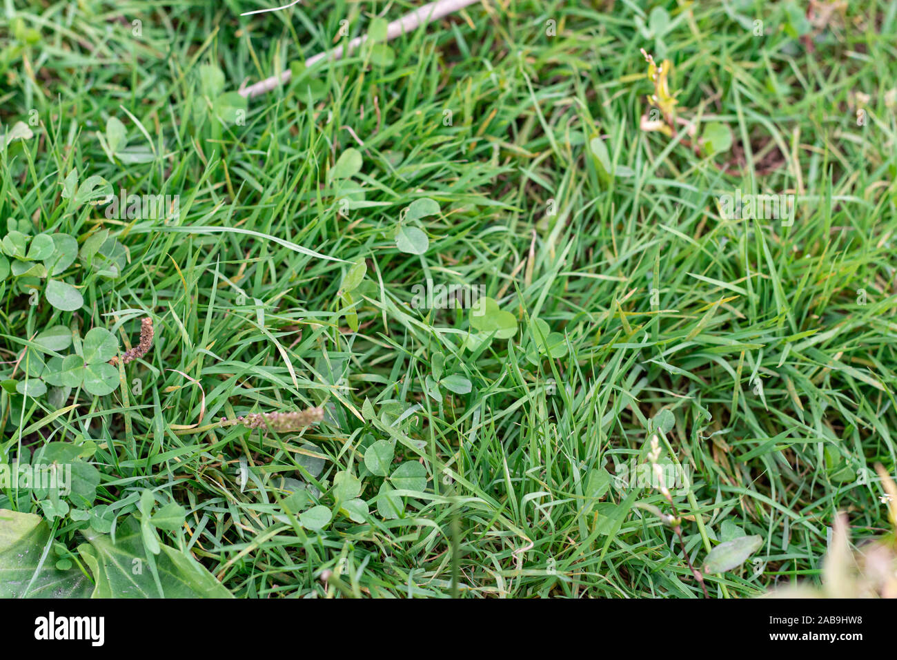 Green grass texture with clover Stock Photo - Alamy