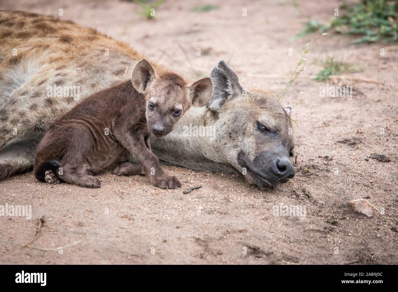 African Baby Hyena