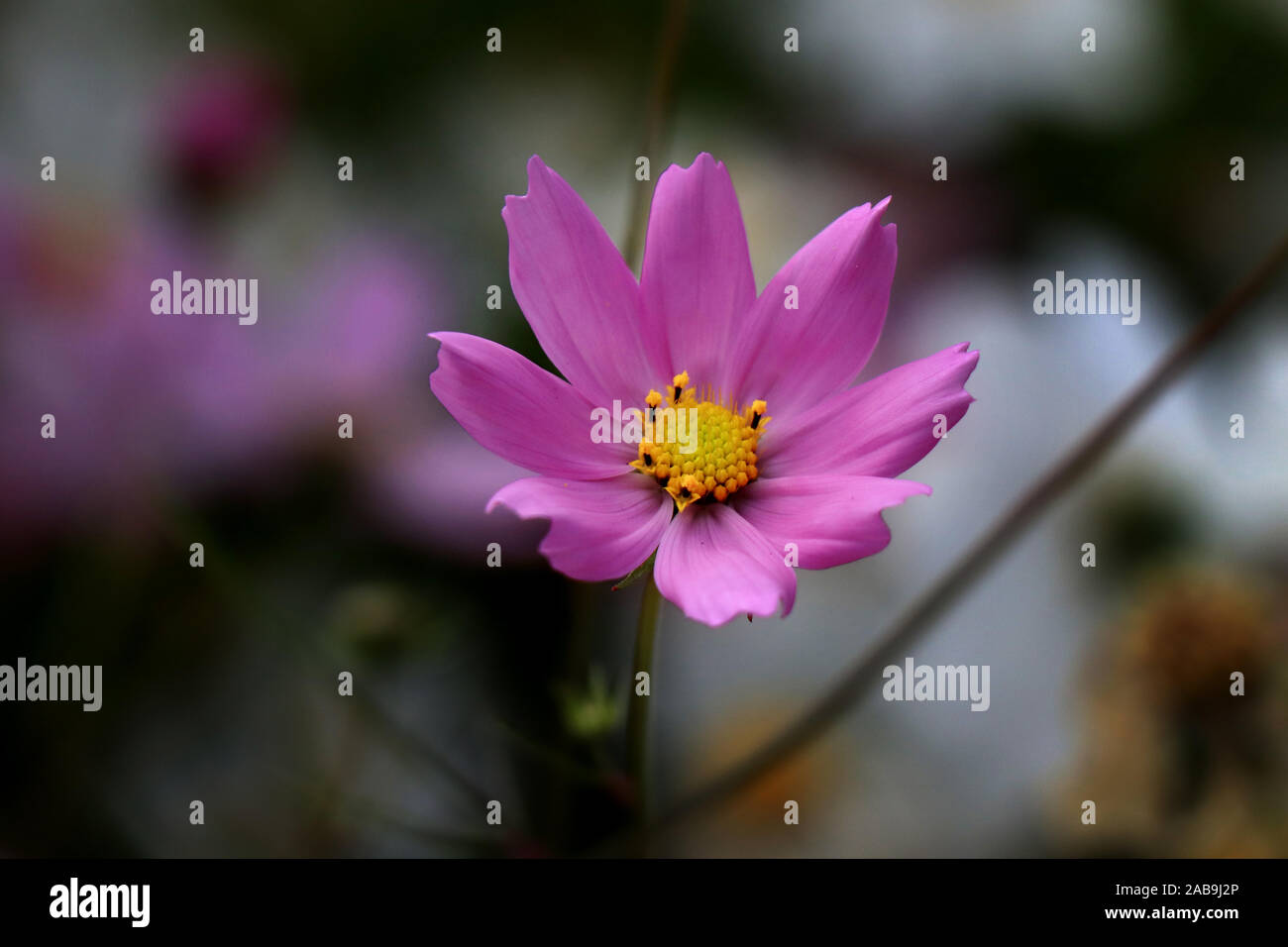 Beautiful purple Cosmos flowers in the garden. Violet flowers pictures ...