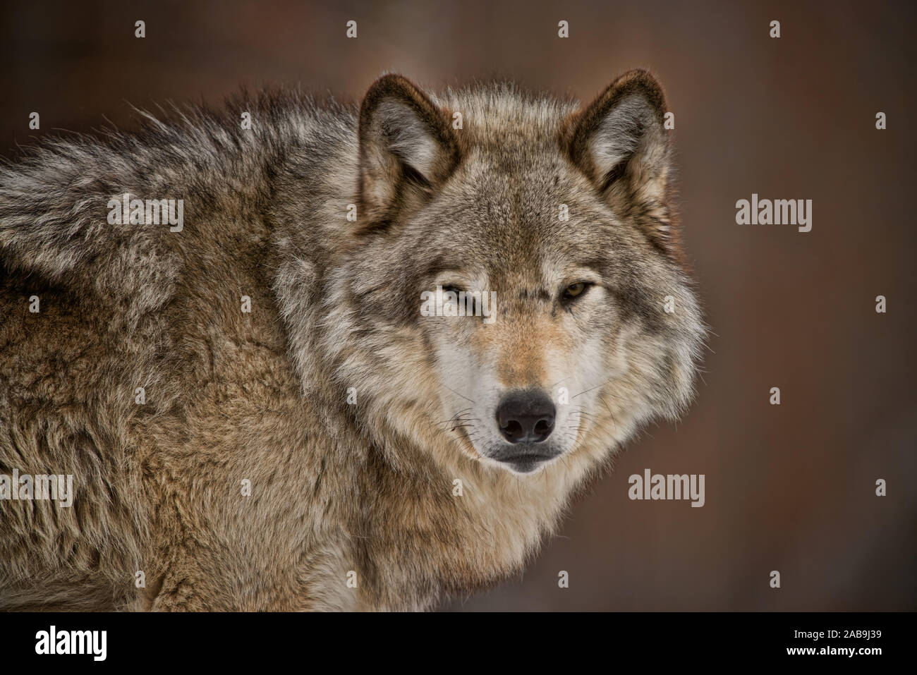 Timber wolf pics hi-res stock photography and images - Alamy