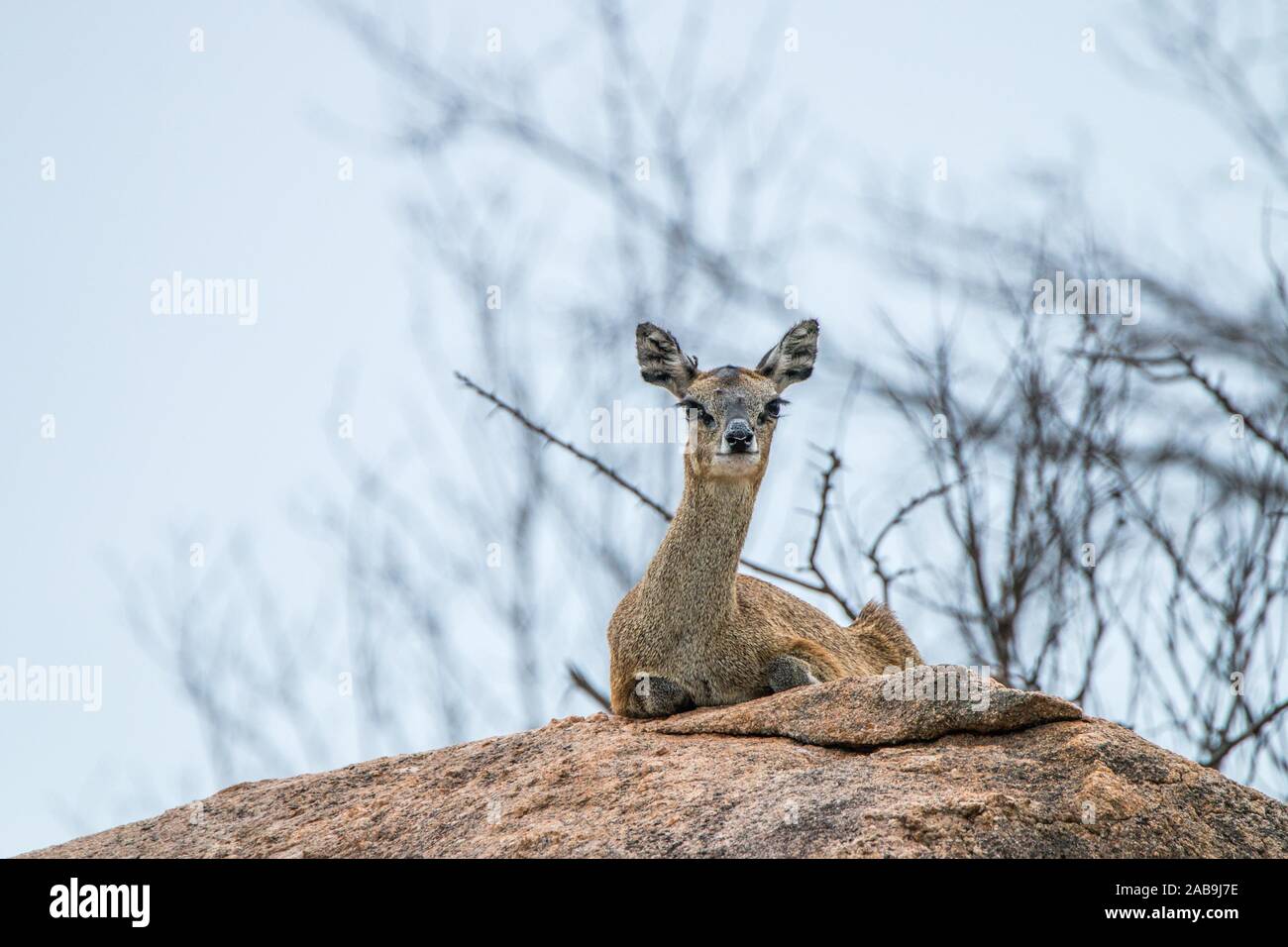 Klipspringer wildlife hi-res stock photography and images - Alamy