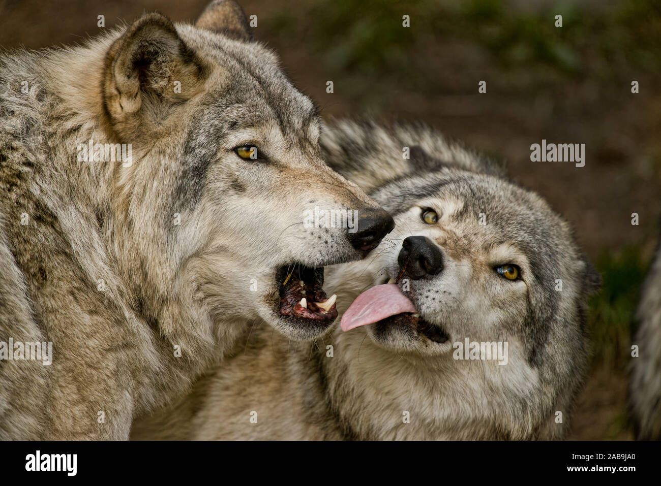 Two Eastern Gray Wolves. One adolescent with it's tongue out showing ...