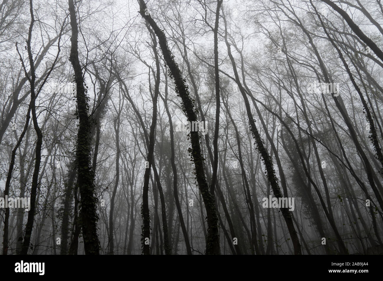 In the fog, the branches of large trees look mysterious Stock Photo - Alamy