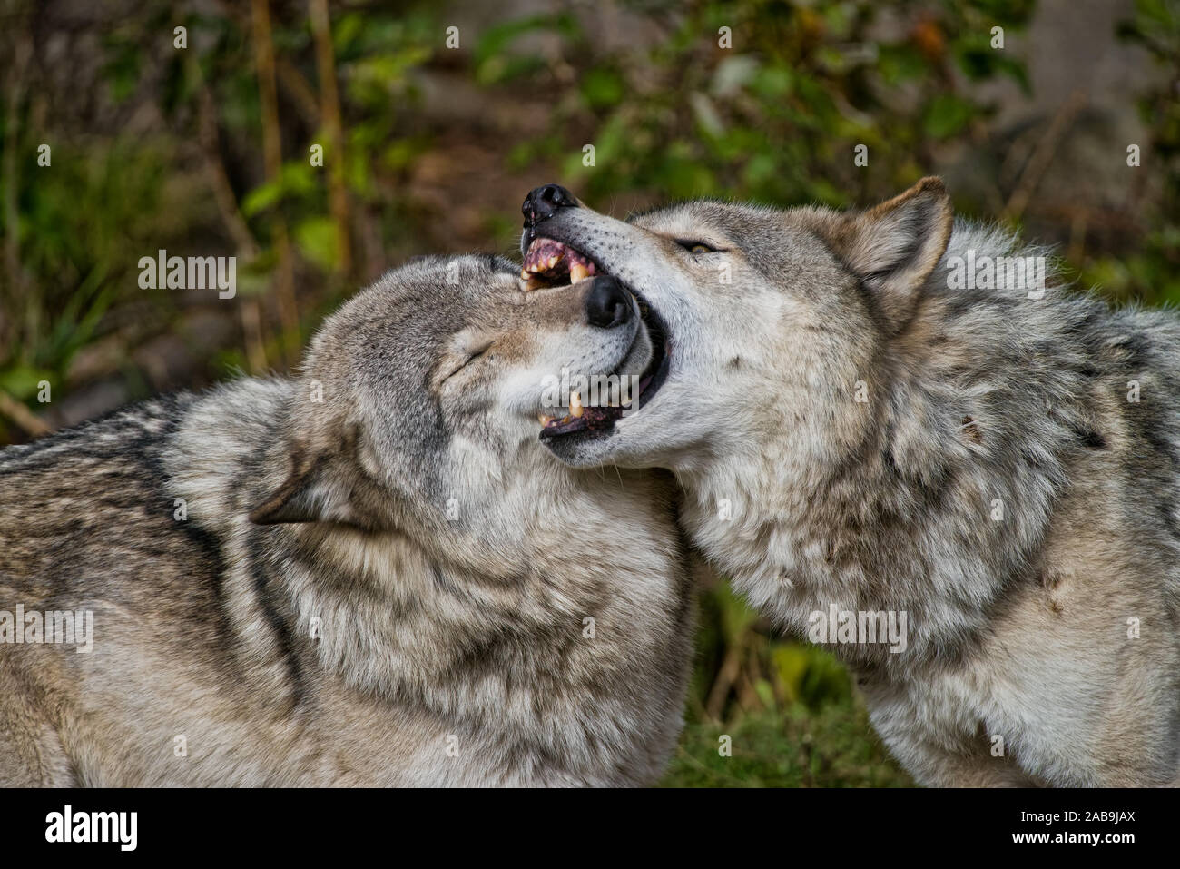 Two Gray Wolves one showing dominance over the other by biting it's ...