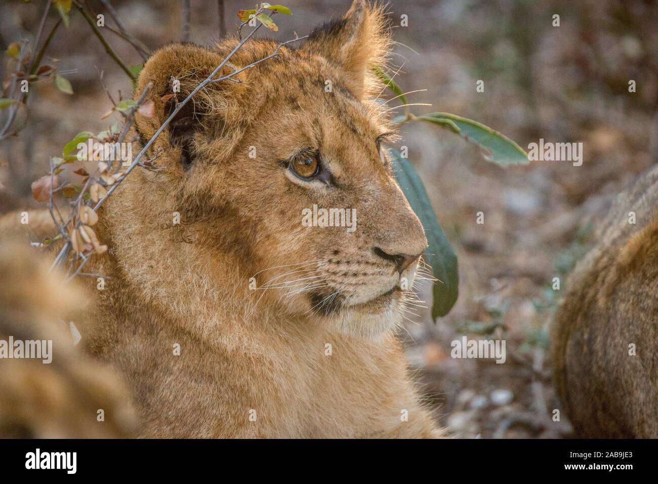 Beautiful lion cub hi-res stock photography and images - Alamy