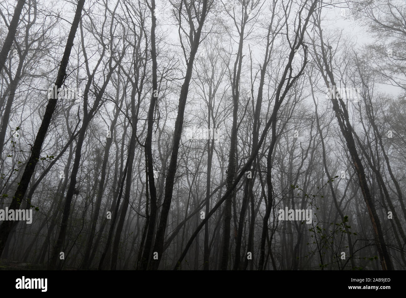 In the fog, the branches of large trees look mysterious Stock Photo - Alamy