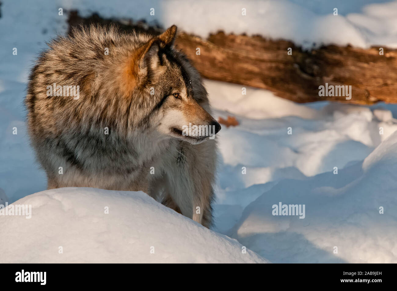 Eastern Gray Wolf looking to the right, while standing behind a snow ...
