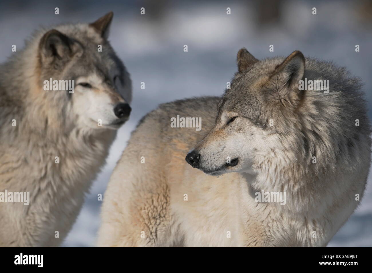 Two Grey Wolves Stock Photo - Alamy