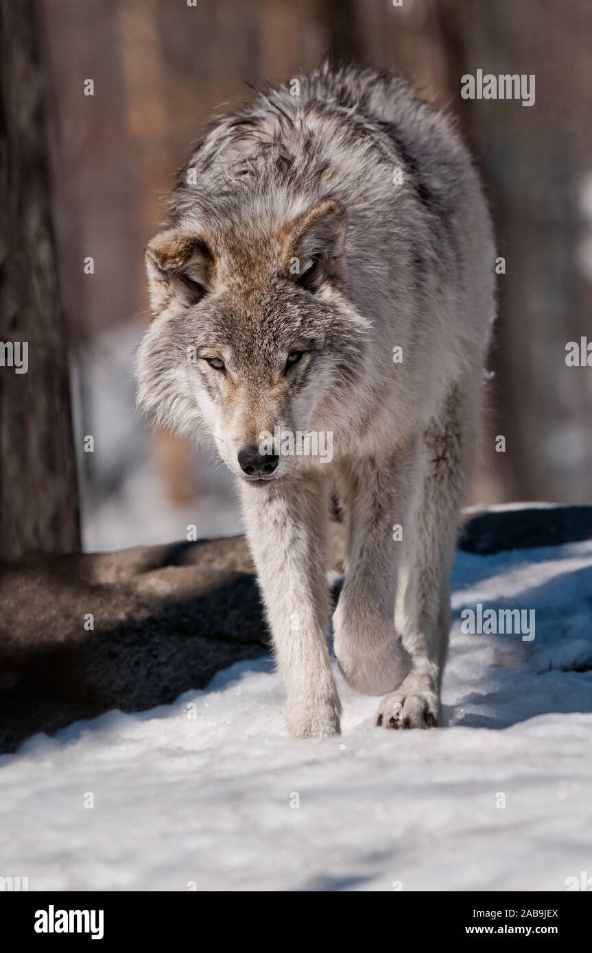 Adolescent Gray Wolf walking in snow Stock Photo - Alamy