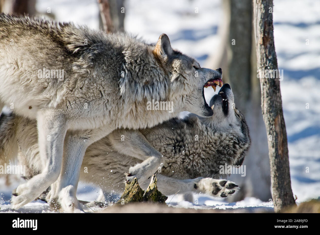 Two Eastern Gray Wolves being aggressive Stock Photo - Alamy