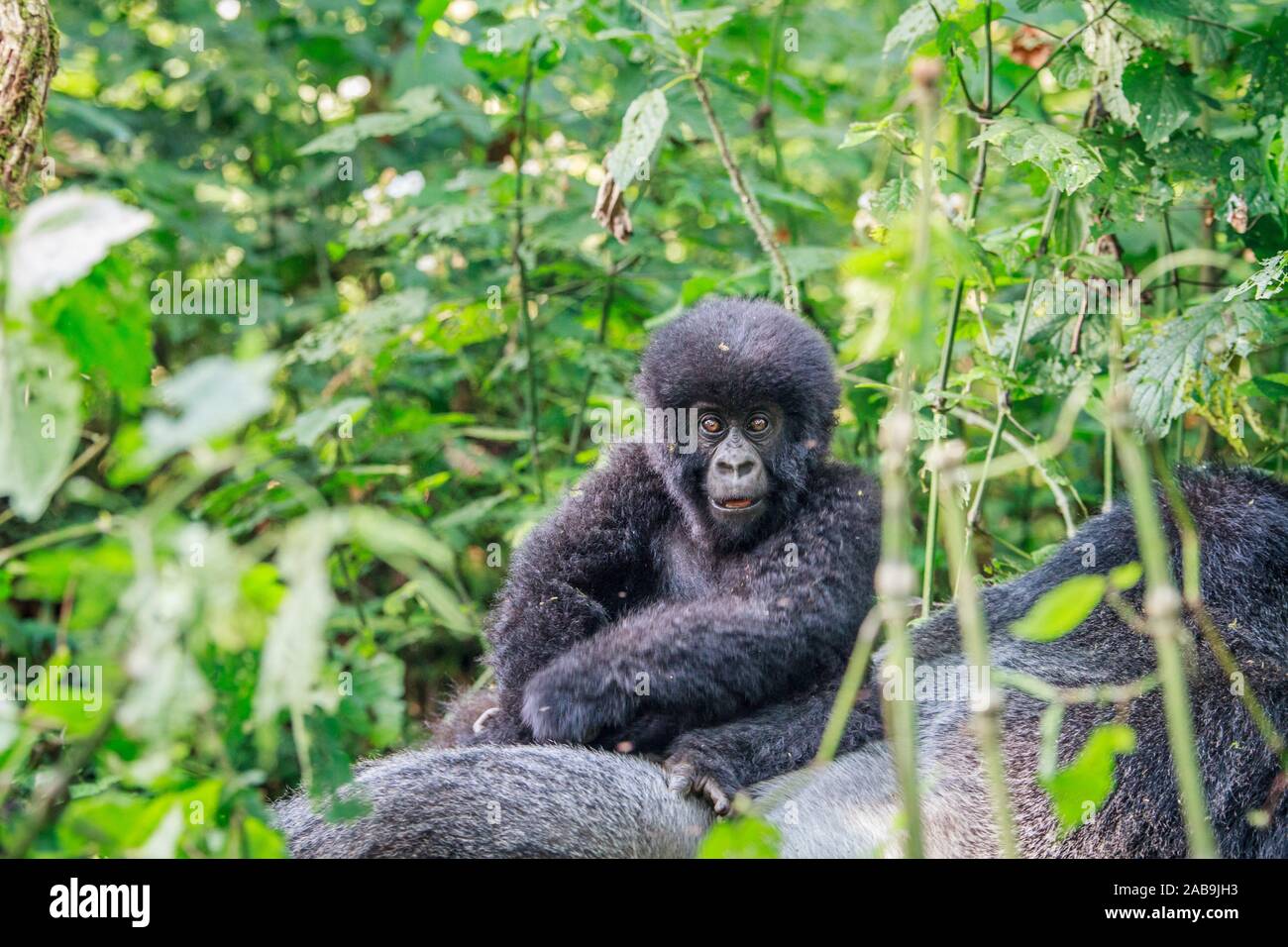Silverback Gorilla Sitting In Forest High Resolution Stock Photography ...