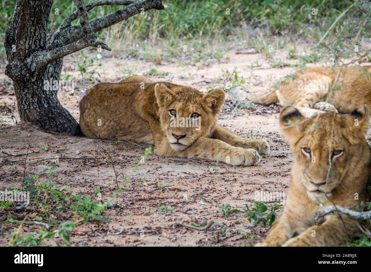 Angry lion cub hi-res stock photography and images - Alamy