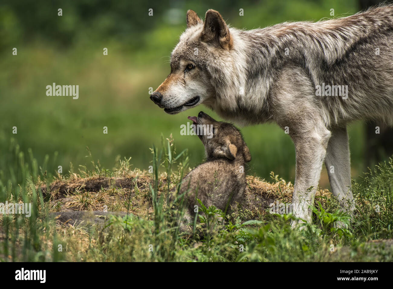 Eastern Gray Wolf Pup with tongue out licking adult wolf Stock Photo ...