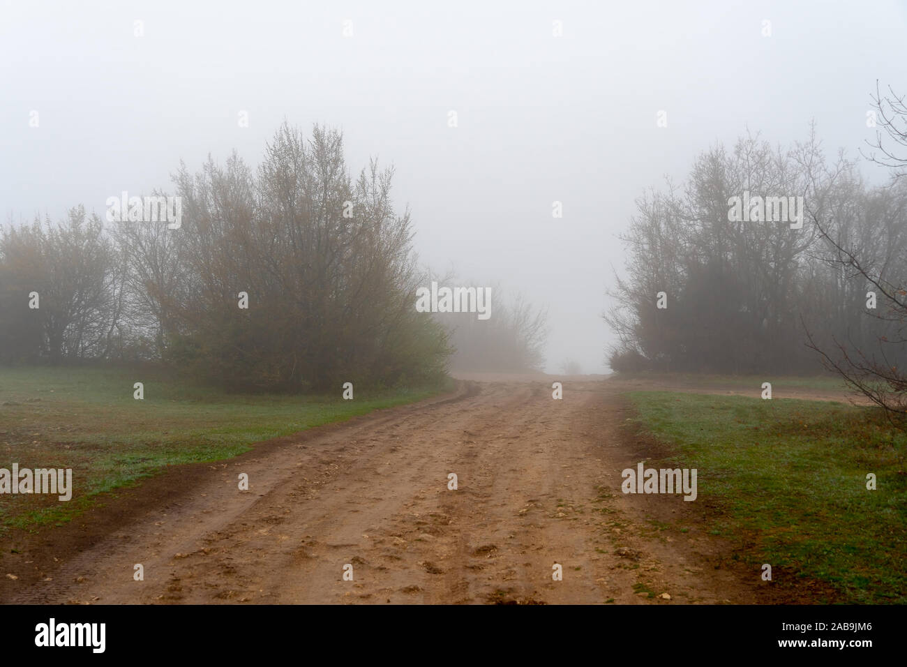Off-road in the spring forest. During rain and fog, country roads ...