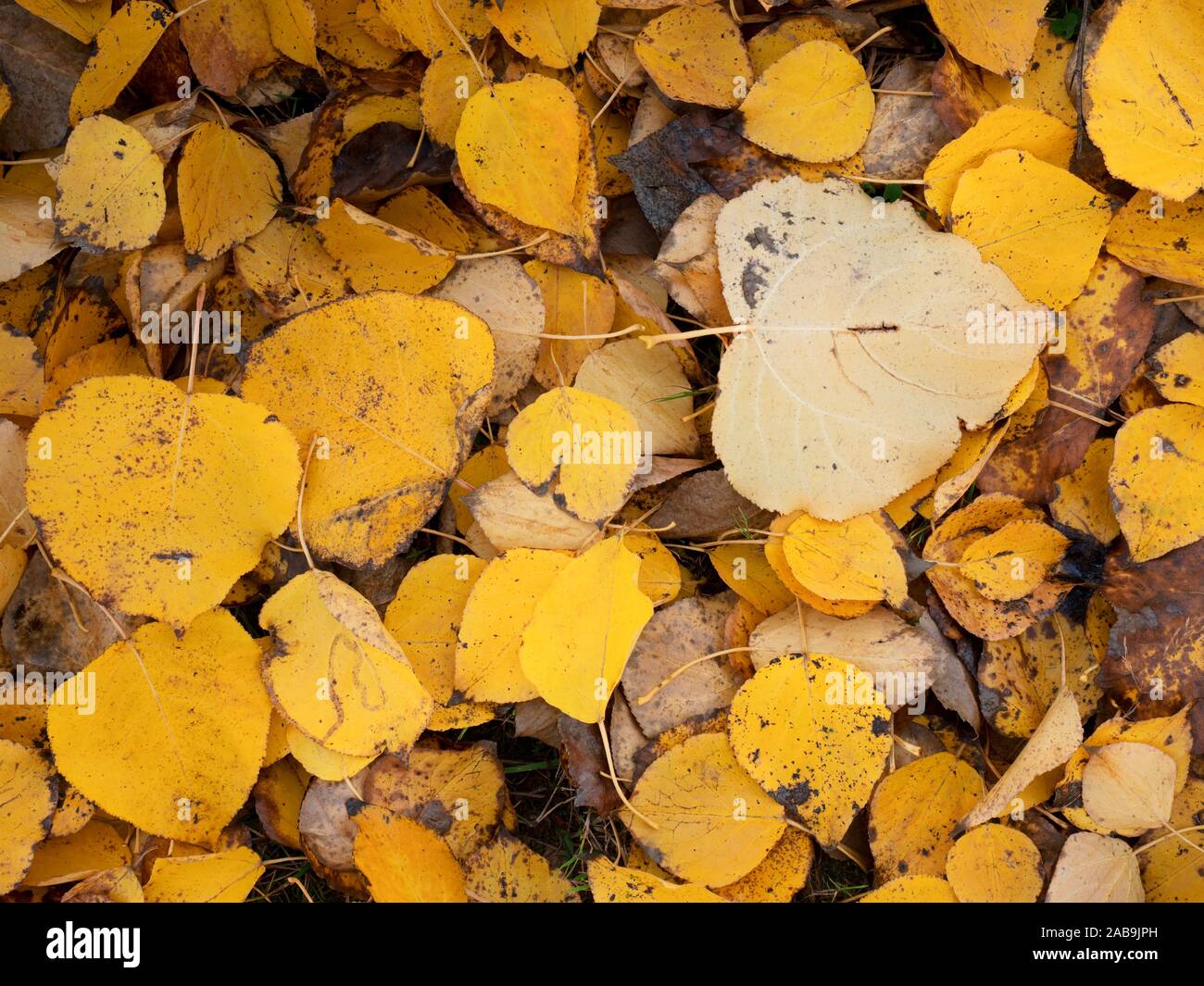 Japanese poplar tree hi-res stock photography and images - Alamy