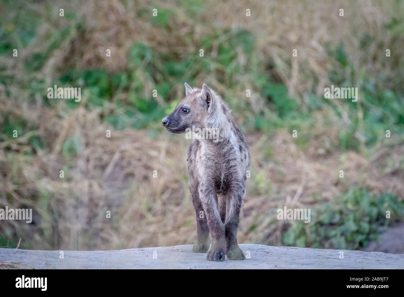 Side view hyena hi-res stock photography and images - Alamy