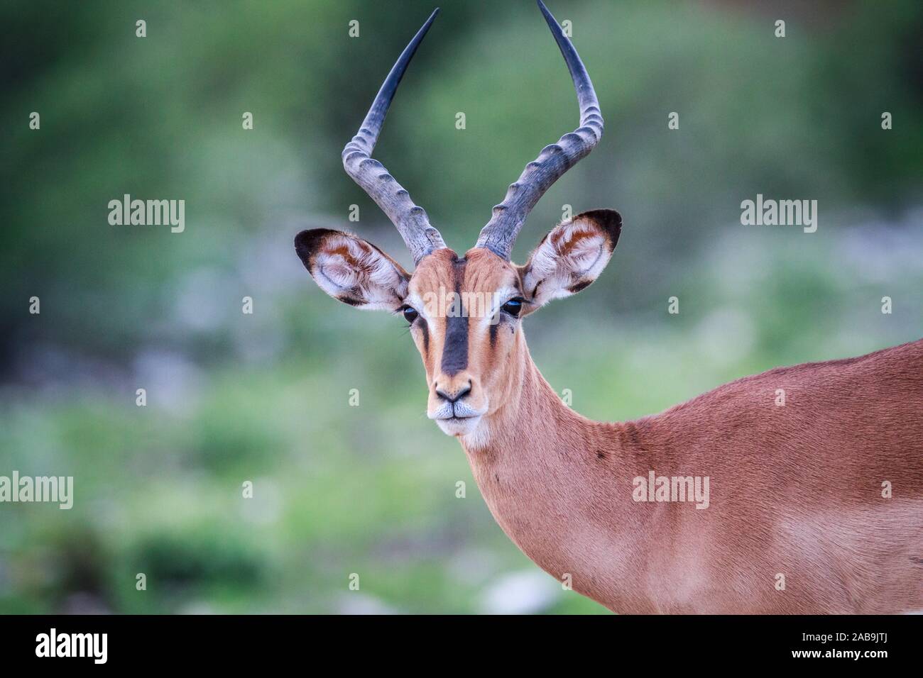 Black faced impala hi-res stock photography and images - Alamy