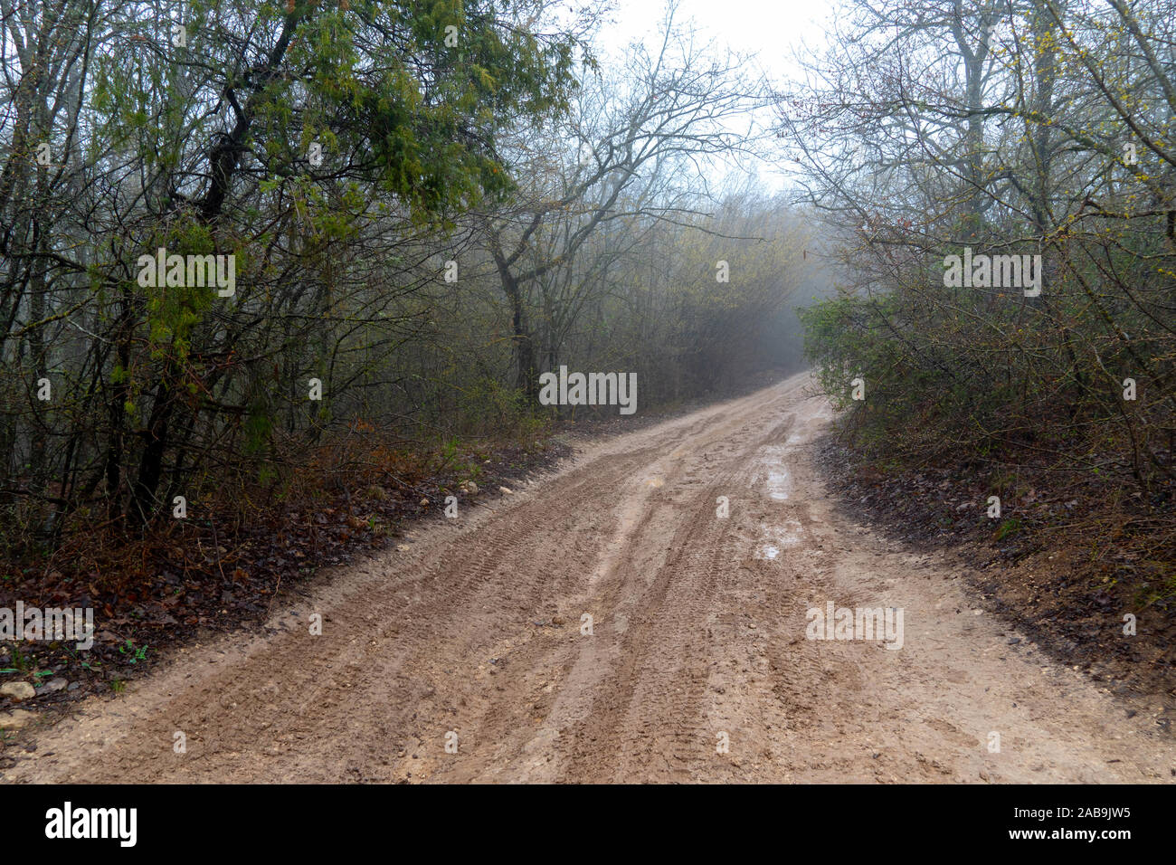 Off-road in the spring forest. During rain and fog, country roads ...
