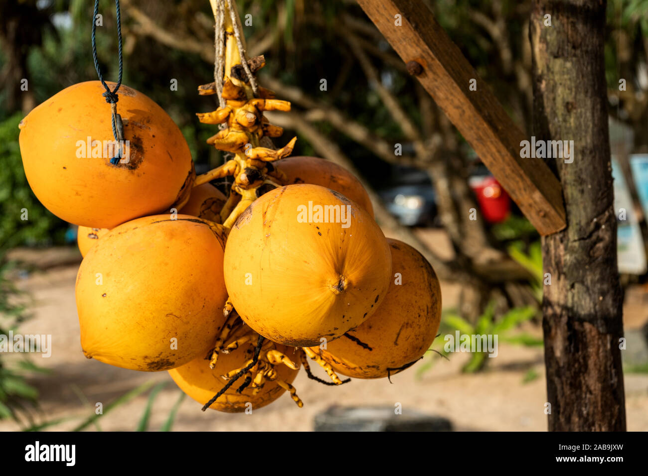 Golden coconut tree hi-res stock photography and images - Alamy