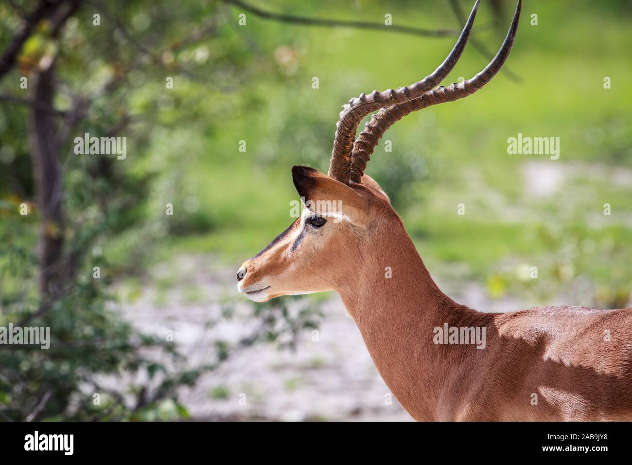 Black face impala in etosha np hi-res stock photography and images - Alamy