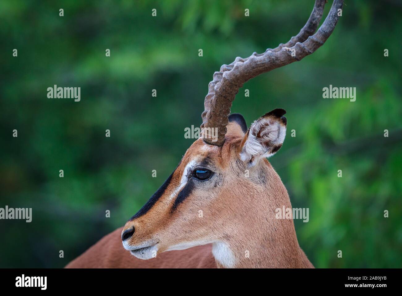 Black face impala in etosha np hi-res stock photography and images - Alamy