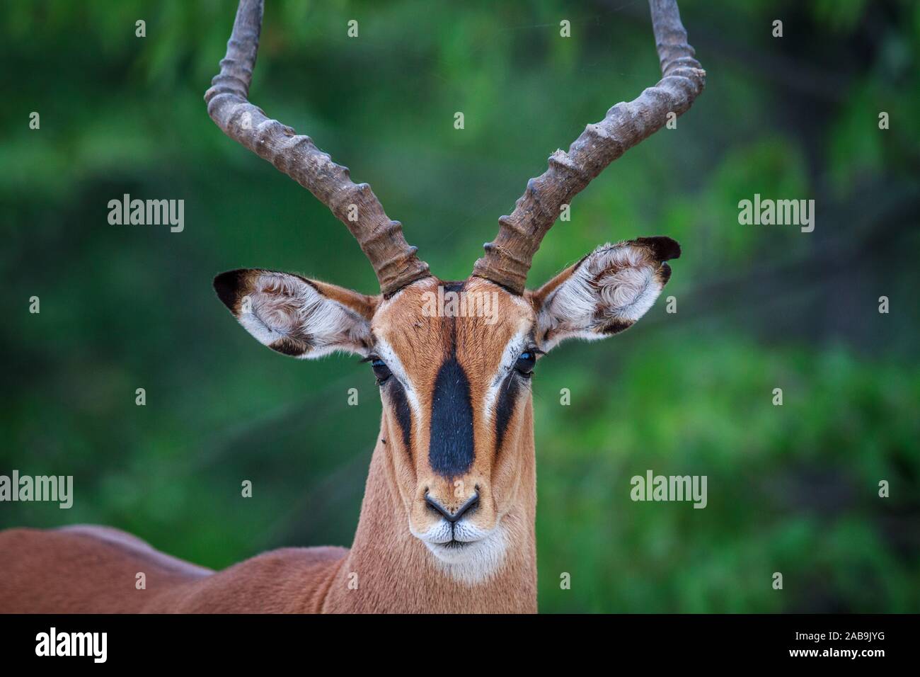 Black Faced Impala High Resolution Stock Photography and Images - Alamy