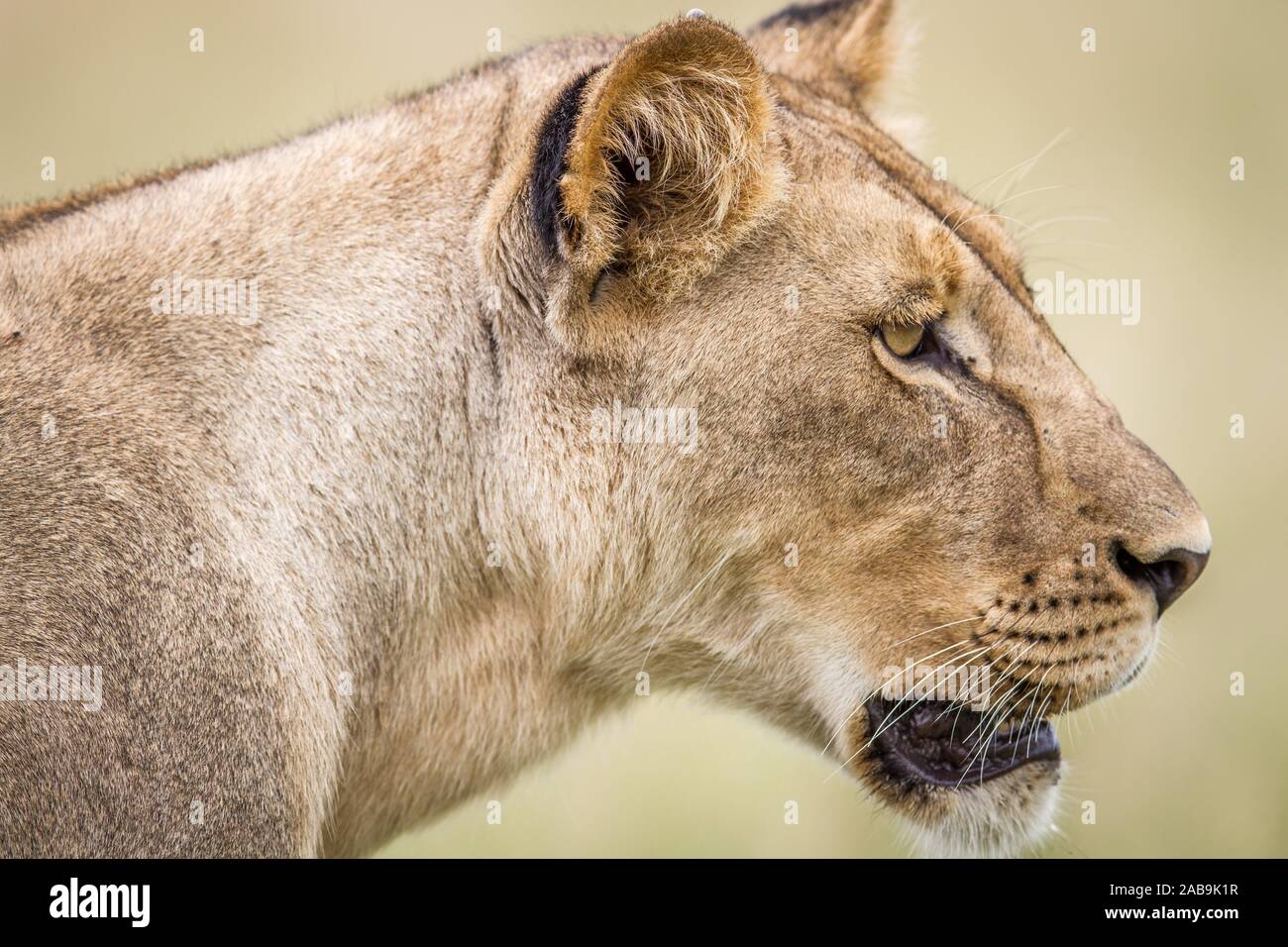 Roaring lion side view hi-res stock photography and images - Alamy