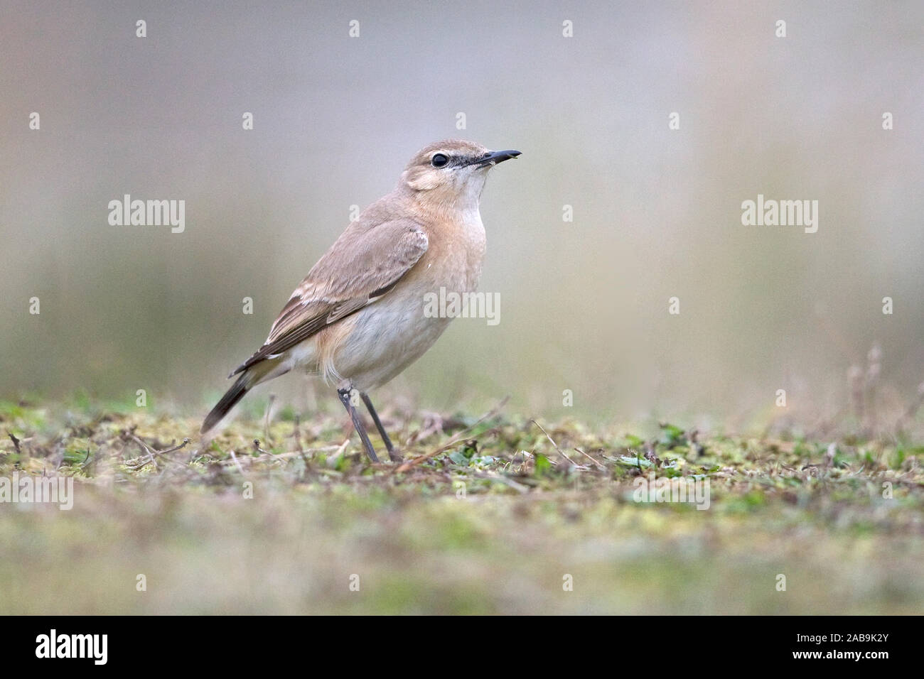 Isabelline Wheatear (Oenanthe isabellina Stock Photo - Alamy