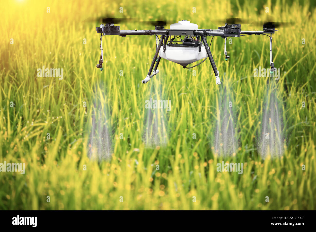 Agriculture drone flying on the green rice fields with morning dew ...