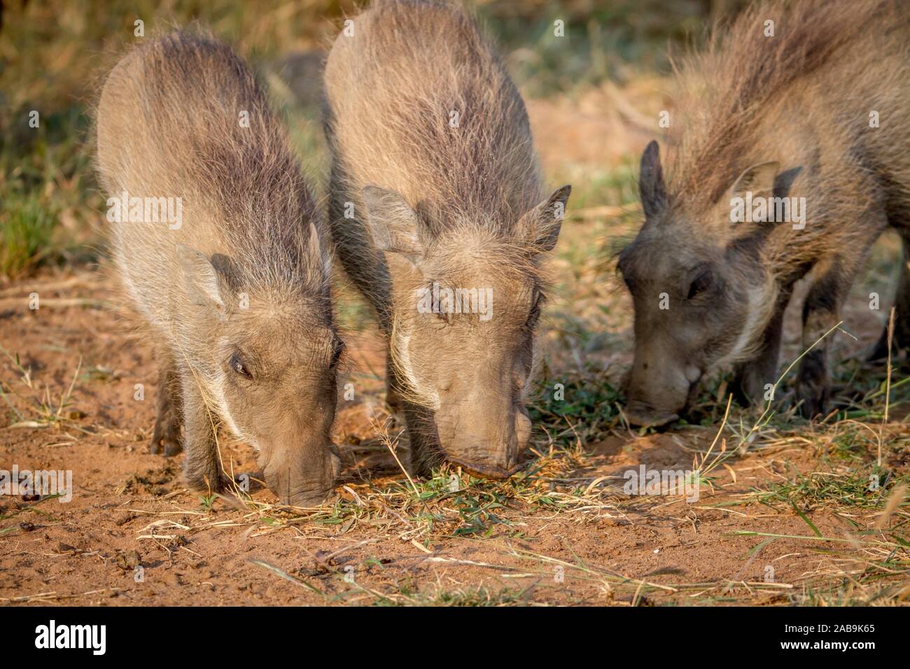 Group of Warthogs eating grass in the Pilanesberg National Park, South ...