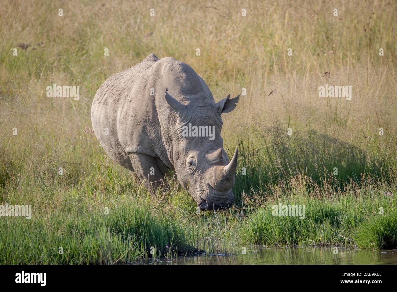 White rhino bull hi-res stock photography and images - Alamy
