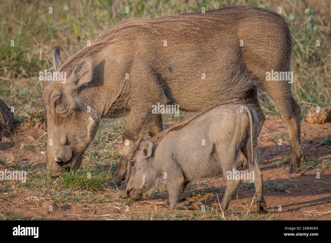 Warthog Eating High Resolution Stock Photography and Images - Alamy