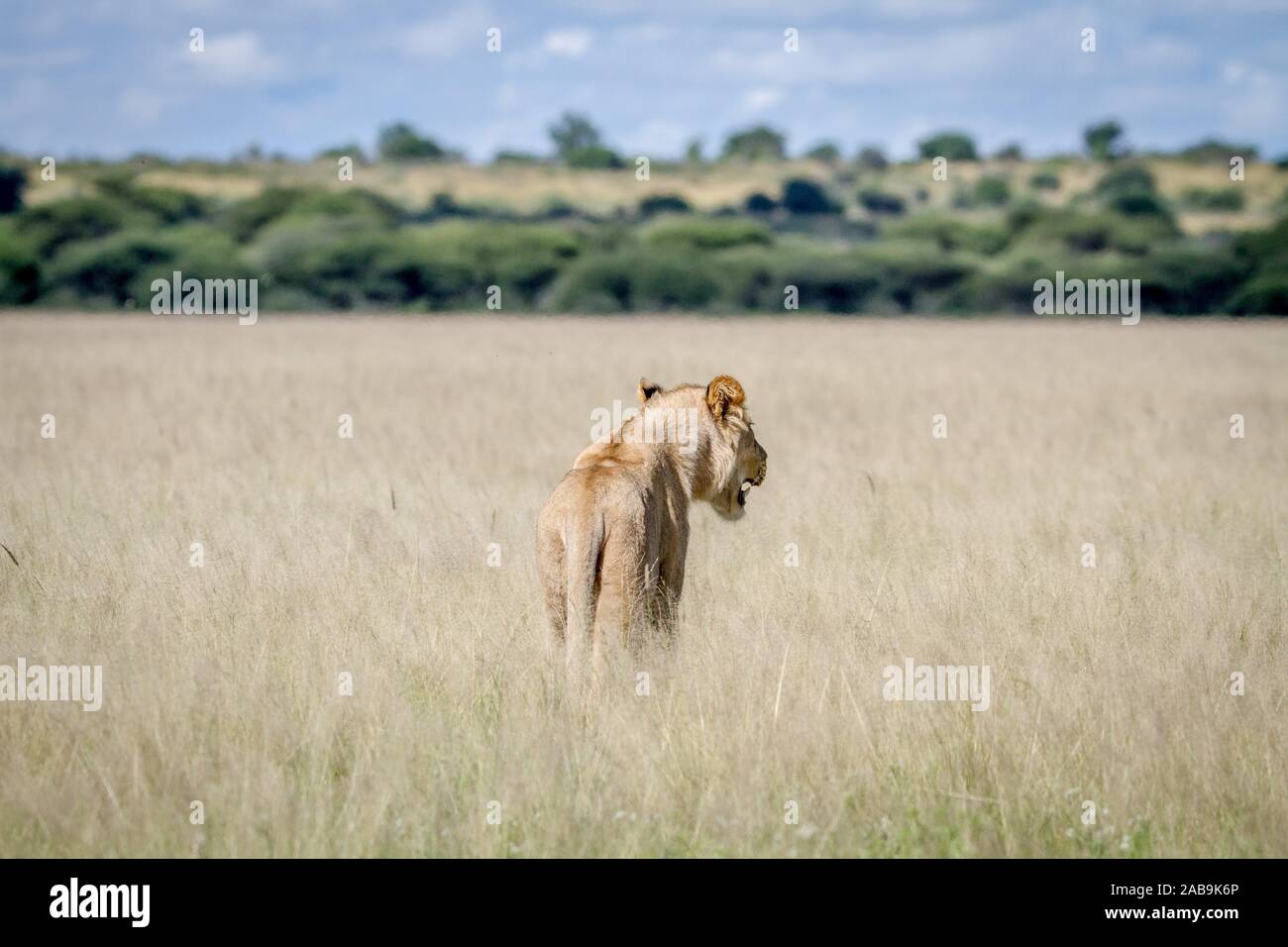 Rear view lion hi-res stock photography and images - Alamy