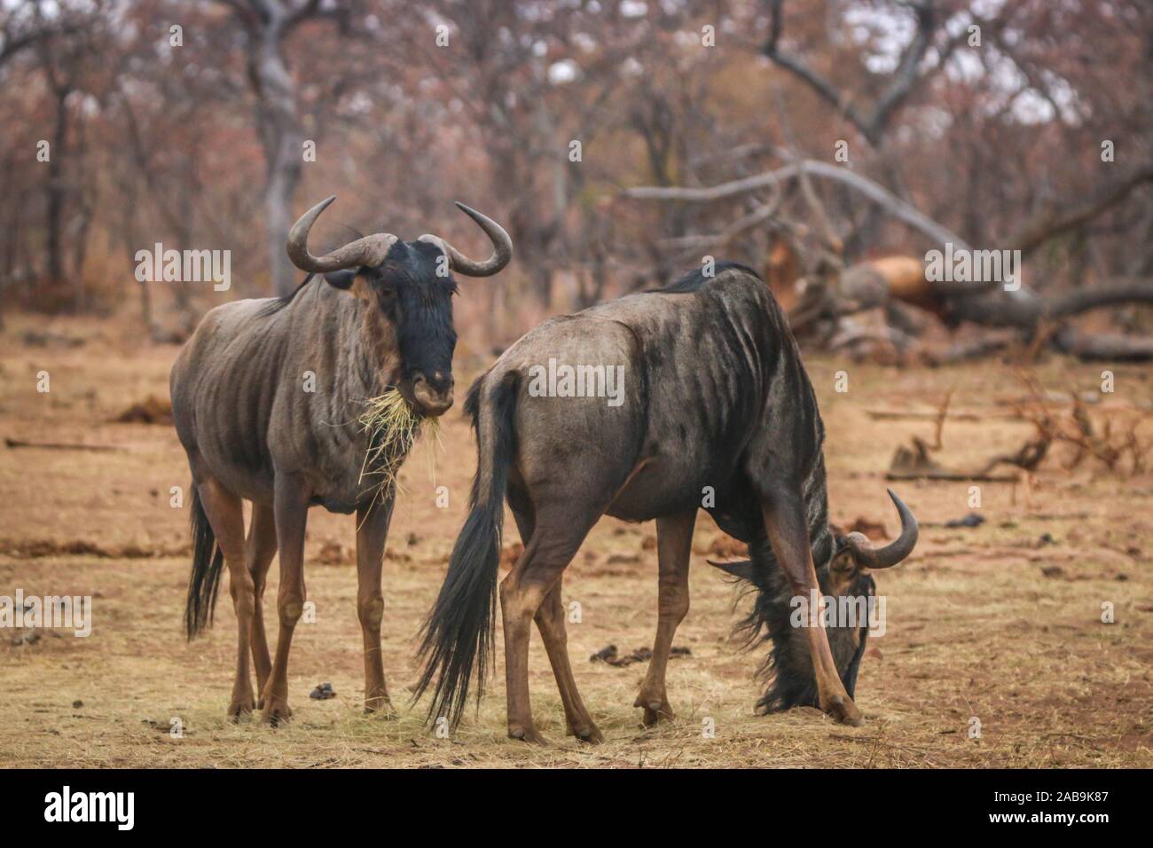 Blue wildebeest eating grass hi-res stock photography and images - Alamy