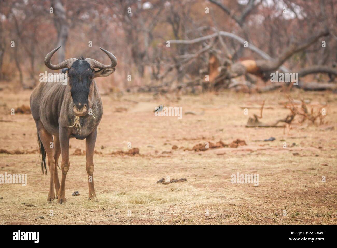 Blue wildebeest eating grass hi-res stock photography and images - Alamy