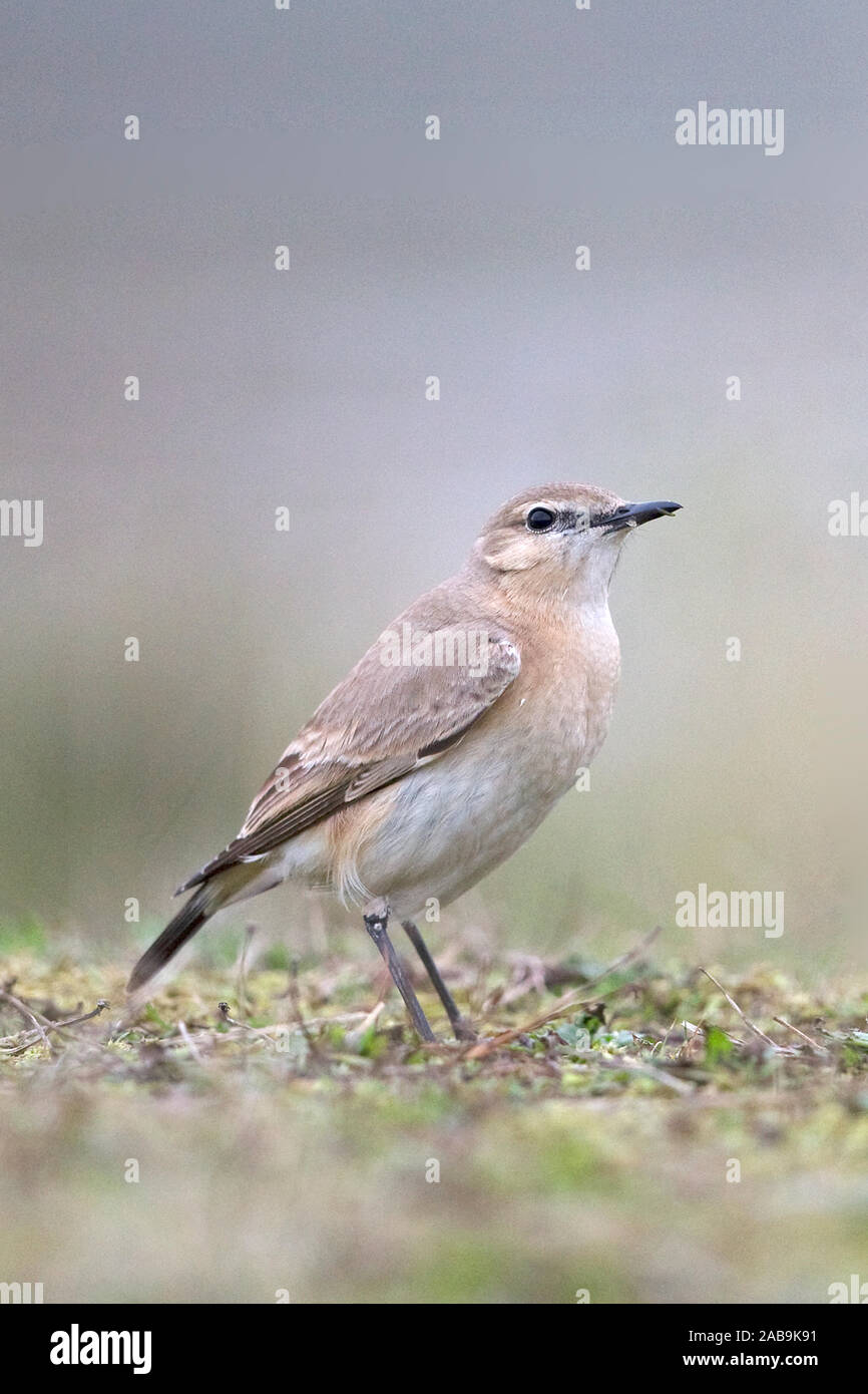 Isabelline Wheatear (Oenanthe isabellina Stock Photo - Alamy
