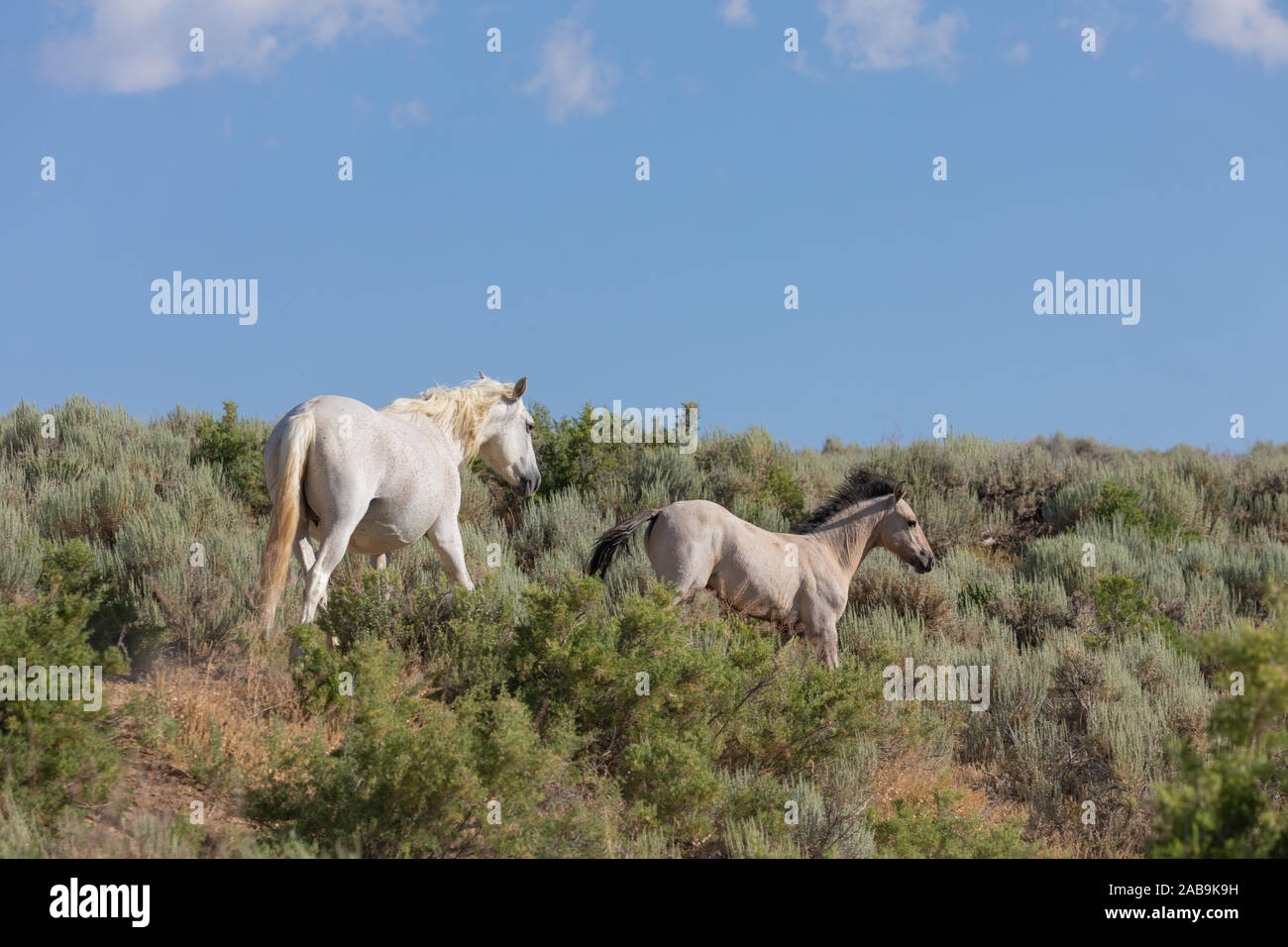 Wild Horses in Sand Wash Basin Colorado in Summer Stock Photo - Alamy