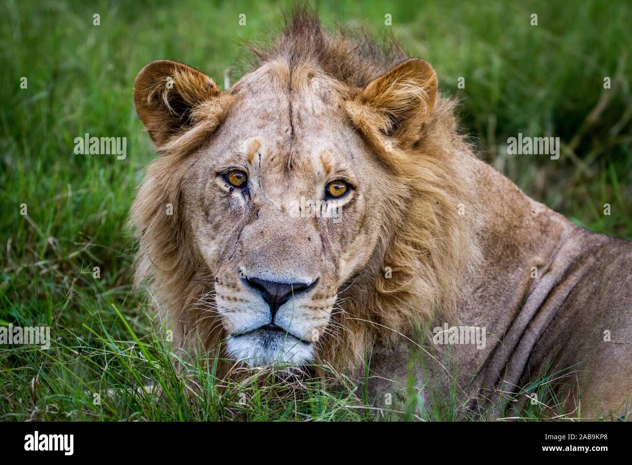 Angry Male Lion High Resolution Stock Photography and Images - Alamy