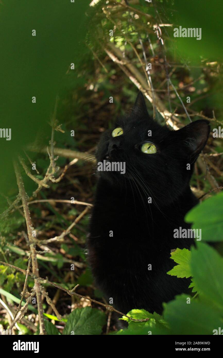 Black cat hiding in a bush Stock Photo - Alamy
