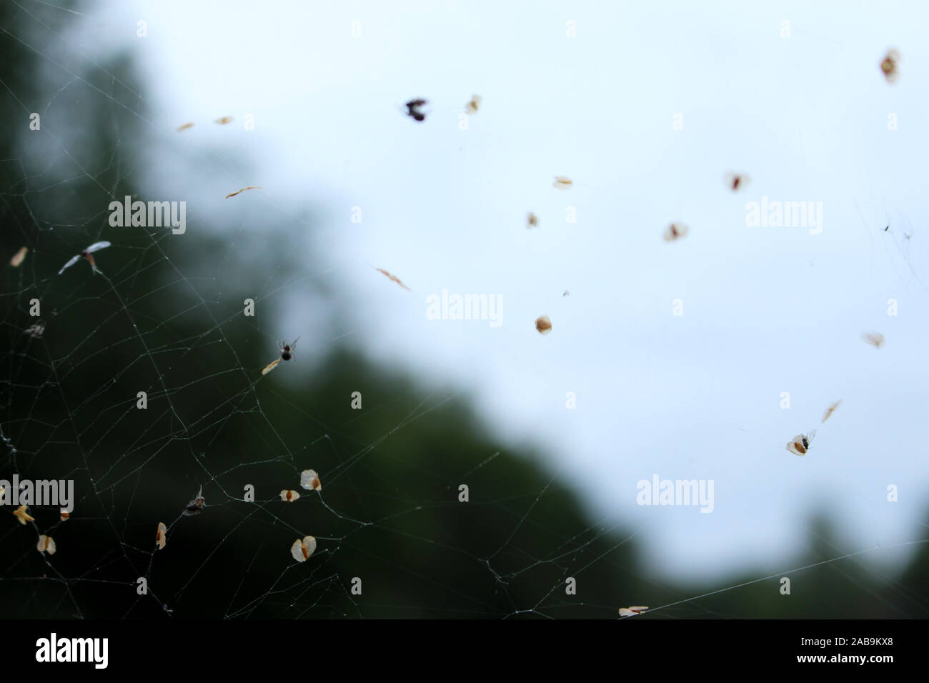 Seeds in spider net hi-res stock photography and images - Alamy