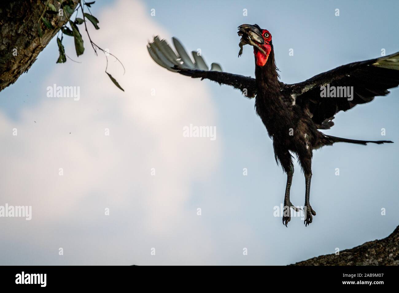 Flying frog in flight hi-res stock photography and images - Alamy