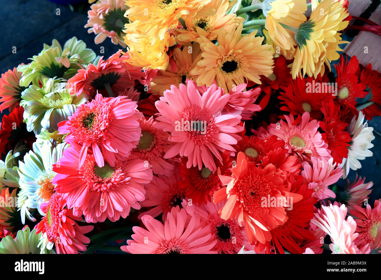 Barberton daisy (Gerbera jamesonii). Gerbera jamesonii is a species of ...