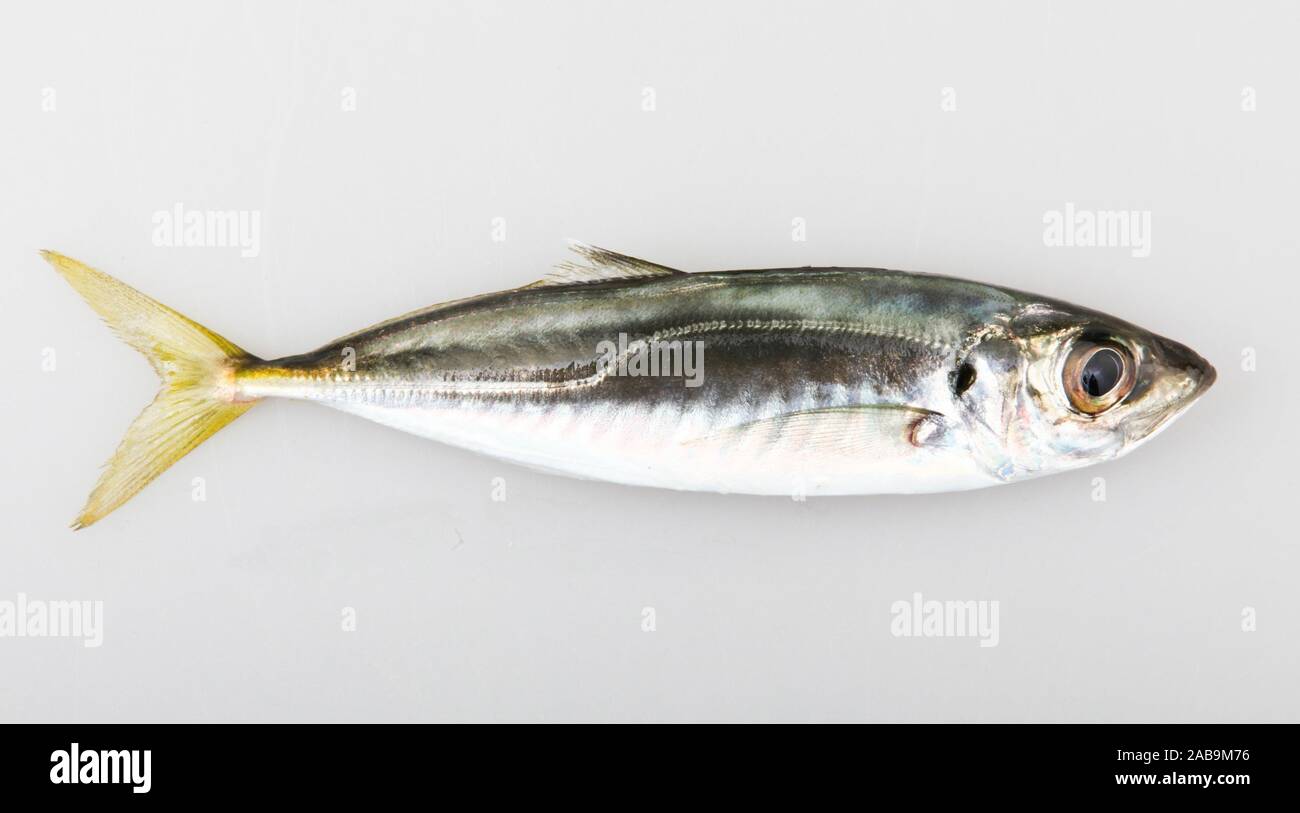 Atlantic horse mackerel hi-res stock photography and images - Alamy
