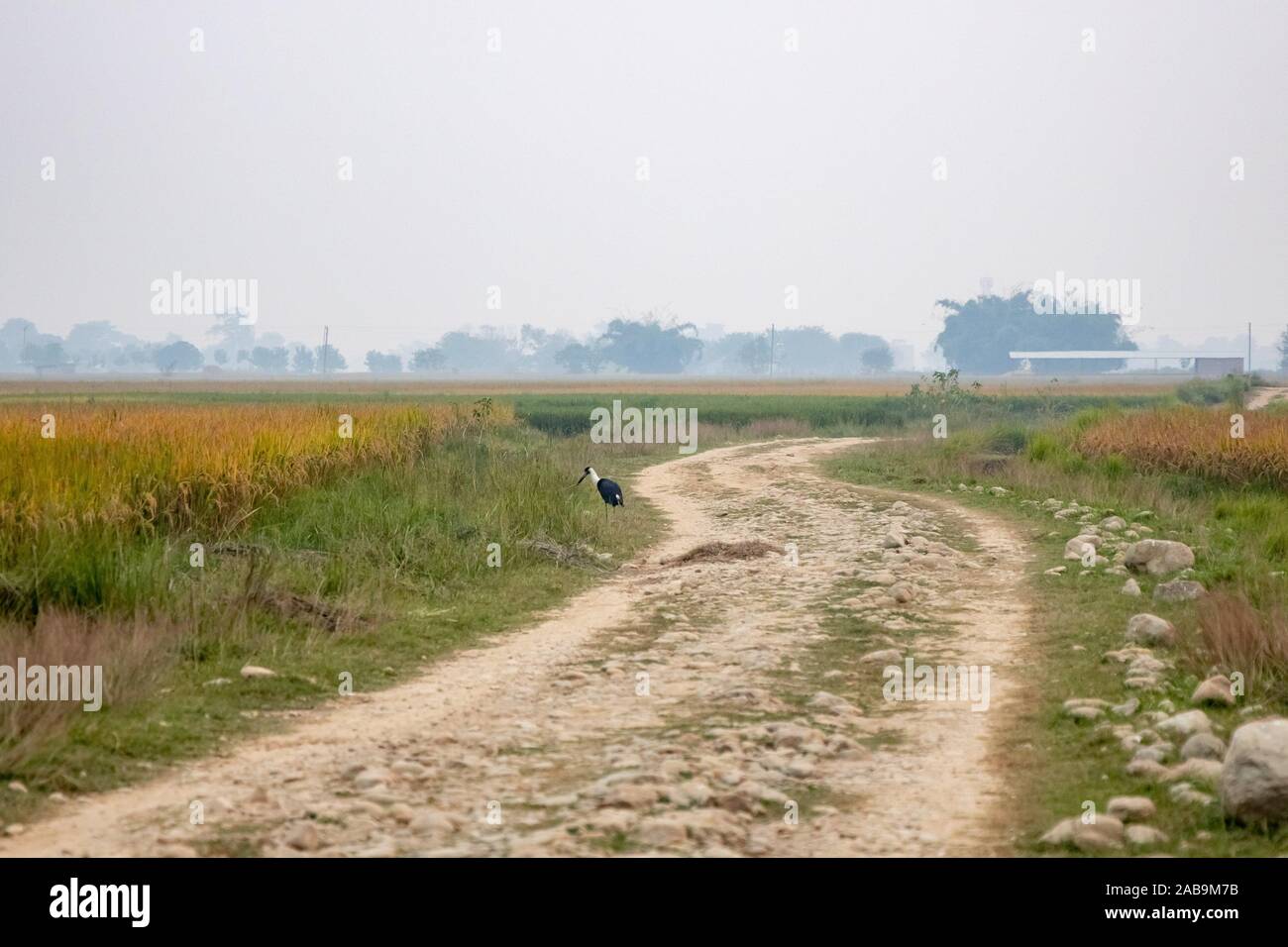 Woolly-necked stork eating snake on a dirt-road in the fields Stock ...