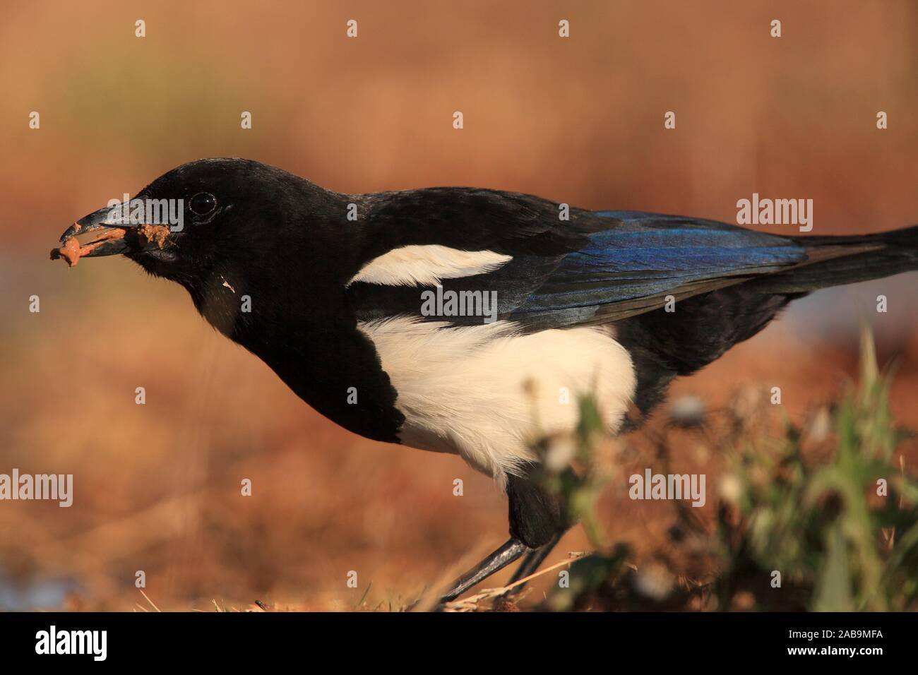 Magpie nest hi-res stock photography and images - Alamy